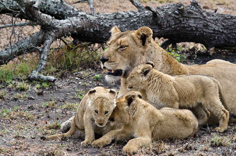 Kruger National Park & Sabi Sands 2025