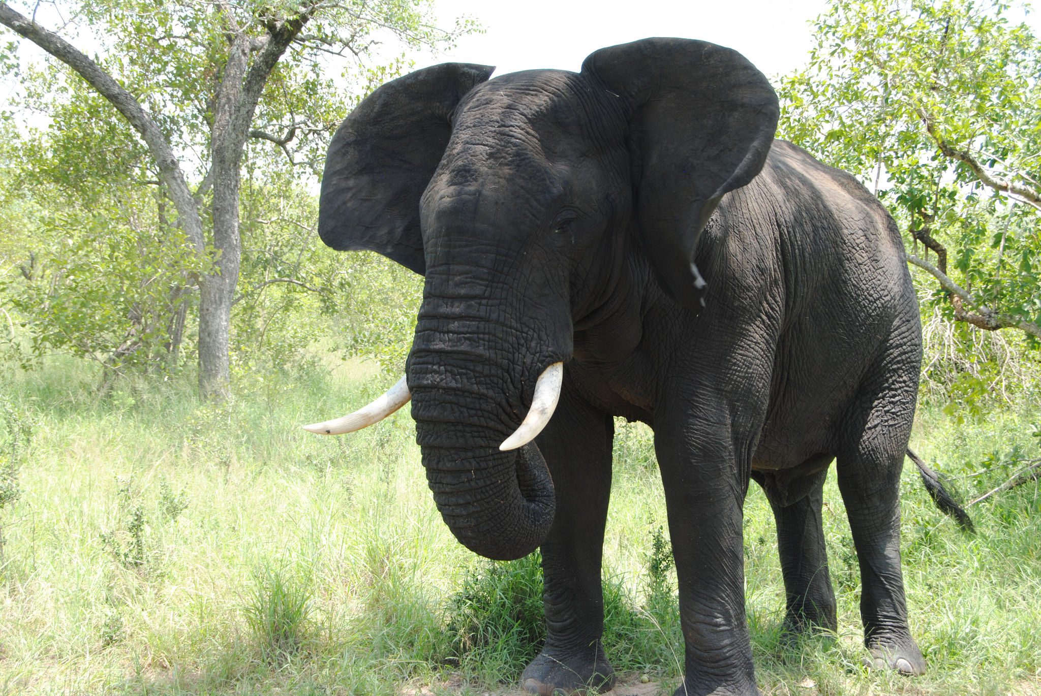 Simbambili Safari Lodge - Sabi Sands Lodges Reservations