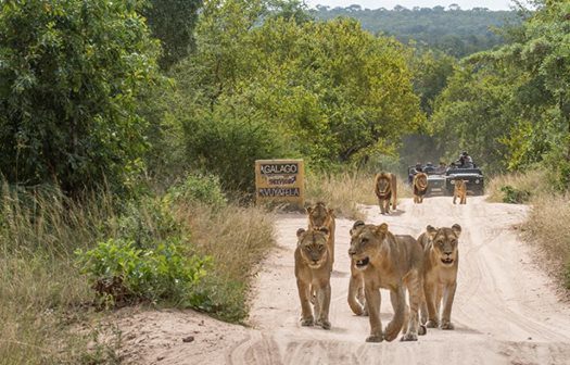 Djuma Galago Camp - Sabi Sands Safari Game Reserve | Reservations