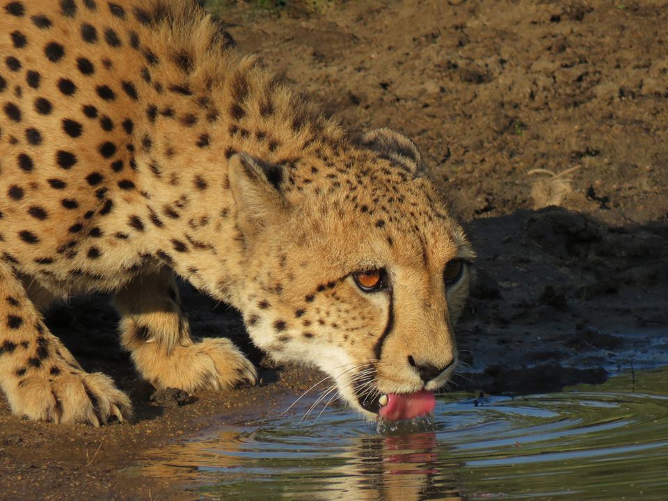 Shiduli Private Lodge - Kruger Private Reserves - South Africa