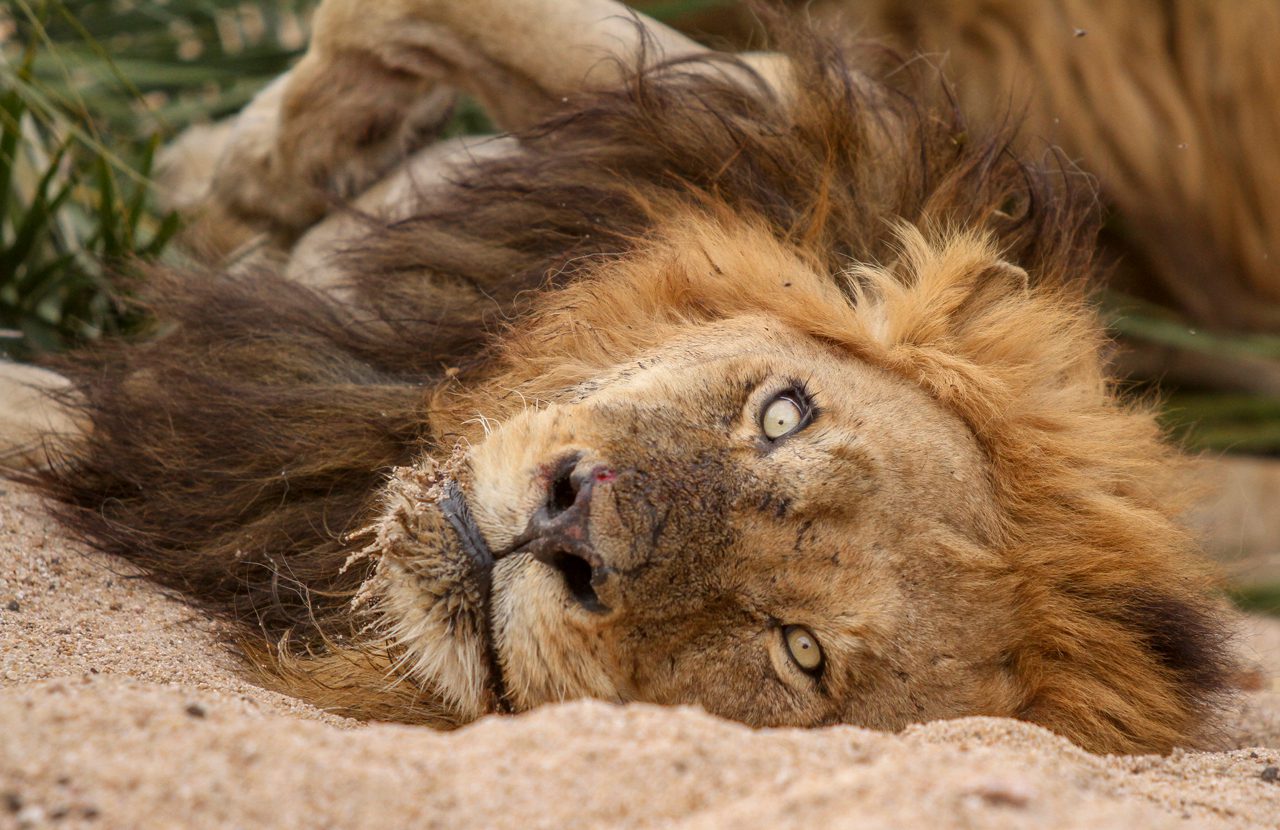 Siviti Safari Lodge - Kruger National Park Reservations