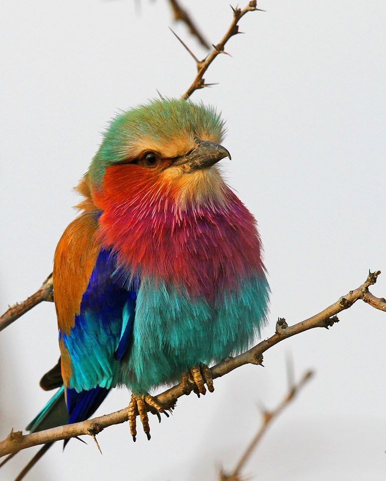 3 Day Victoria Falls Club Safari - Sabi Sands Lodges Reservations