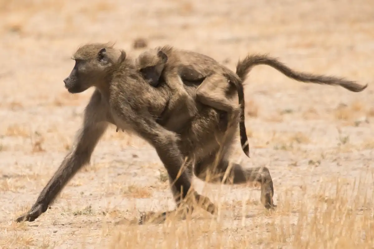 Aquila Private Game Reserve - Sabi Sands Lodges Reservations