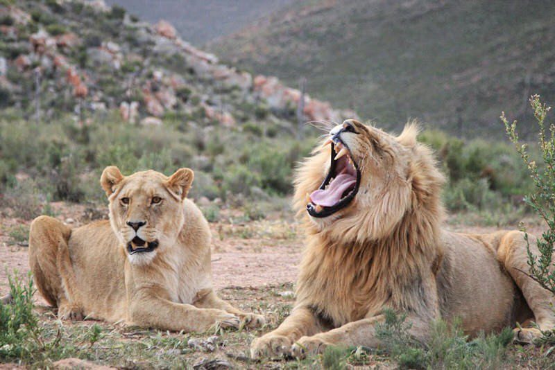 Aquila Private Game Reserve - Sabi Sands Lodges Reservations