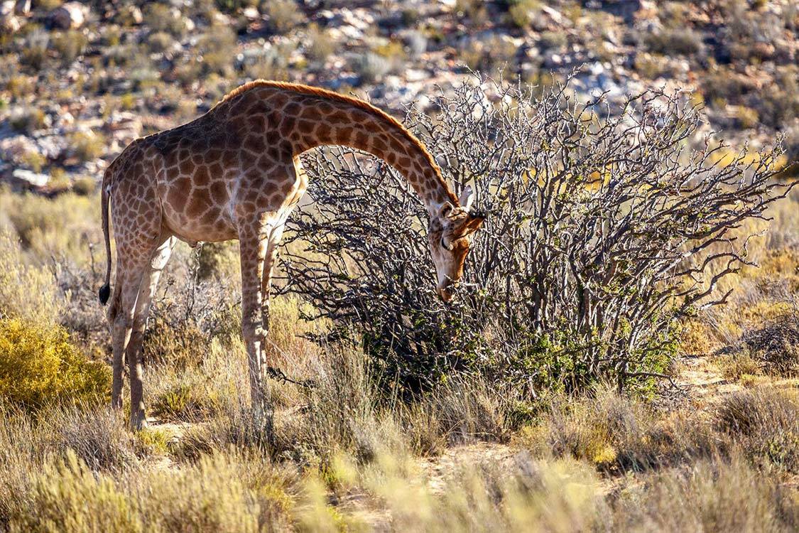 Aquila Private Game Reserve - Sabi Sands Lodges Reservations