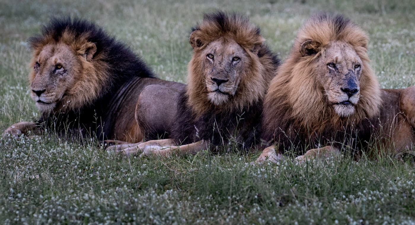 The Majingilane Lion Coalition - Sabi Sand Private Game Reserve