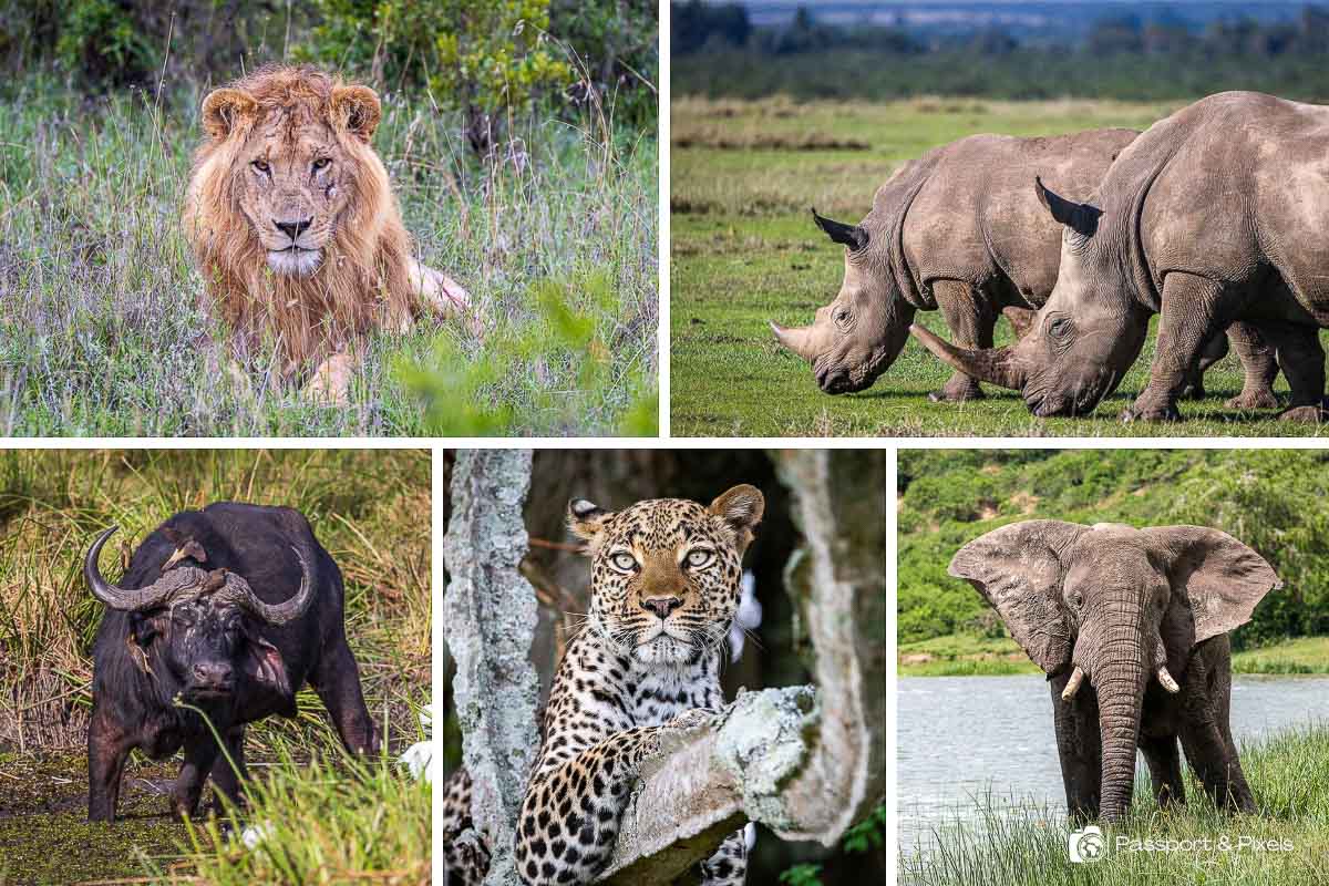 The Big Five Safari | Africa’s Iconic Wildlife Encounters